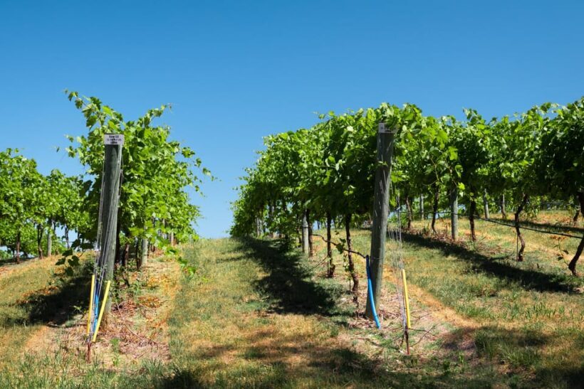 Full day tour:Knossos,Koronekes Olive mill,Lyrarakis winery - What You Can Expect From This Tour