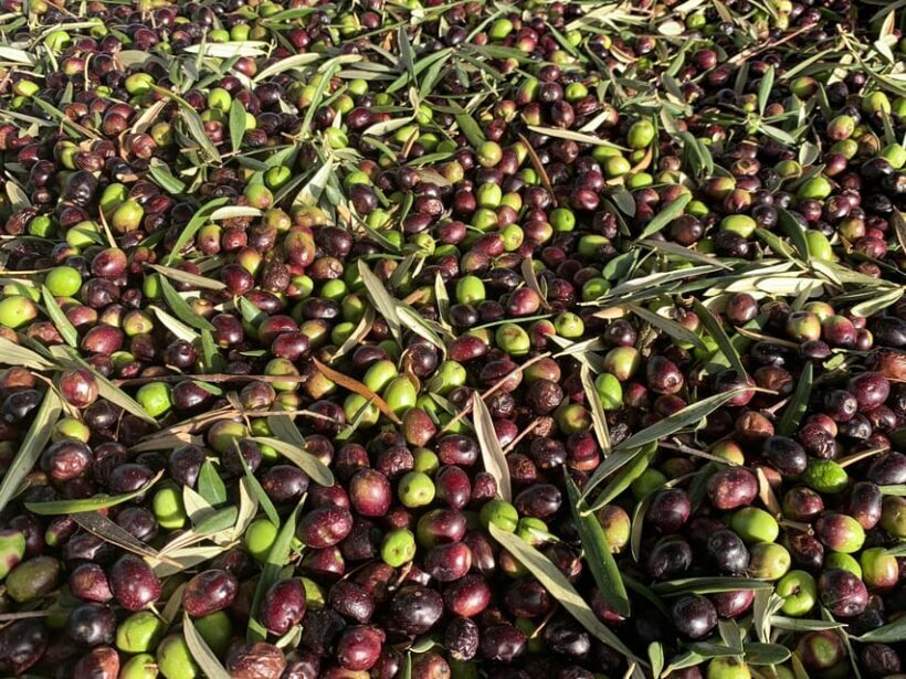 Full day tour:Knossos,Koronekes Olive mill,Lyrarakis winery - Practical Tips for Participants