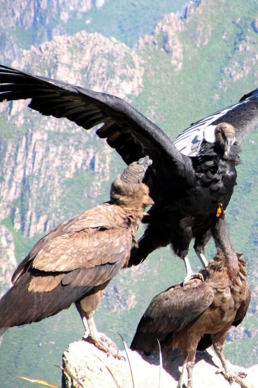 Full Day Trip to Colca Canyon from Arequipa ending in Puno - Introduction