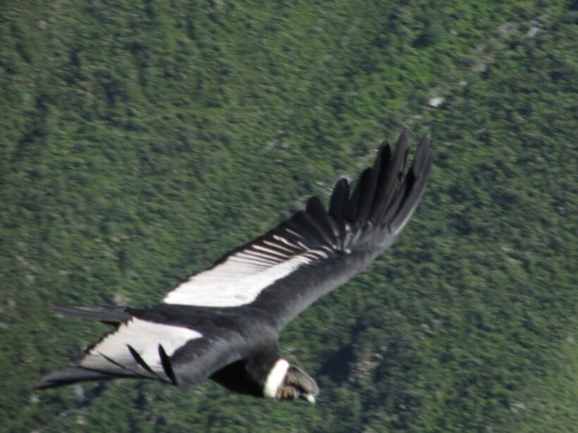 Full Day Trip to Colca Canyon from Arequipa ending in Puno - Authentic Experiences and Traveler Tips