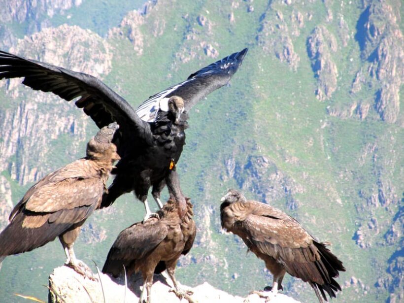 Full Day Trip to Colca Canyon from Arequipa ending in Puno - Why Choose This Tour?