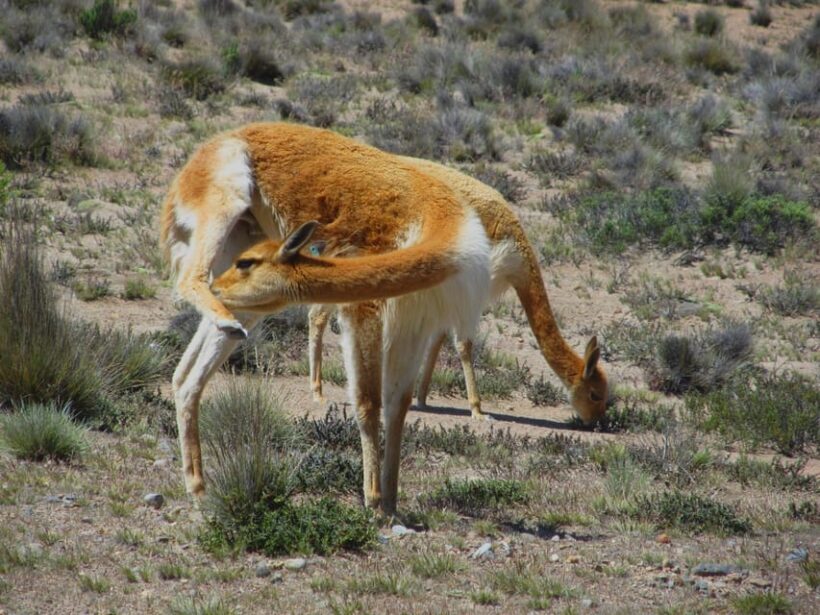 Full Day Trip to Colca Canyon from Arequipa ending in Puno - The Sum Up