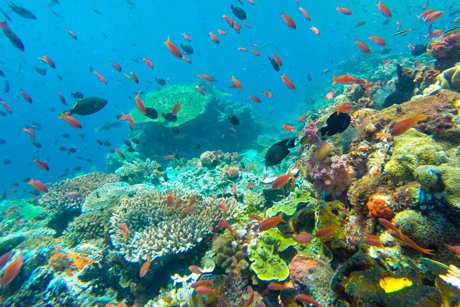 Full-Day Trip to Koh Tao and Koh Nang Yuan from Koh Samui by Speedboat - Practical Tips for Travelers