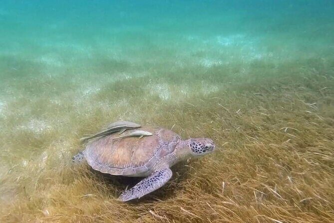 Full Day Tulum Paradise Beach - Considering the Price: Is It Worth It?