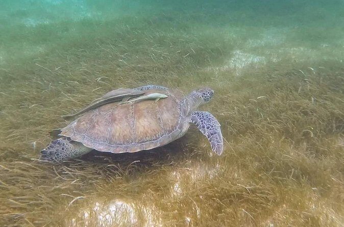 Full Day Tulum Paradise Beach - Who Should Consider This Tour?