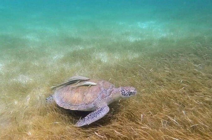 Full Day Tulum Paradise Beach - FAQ: Your Practical Questions Answered