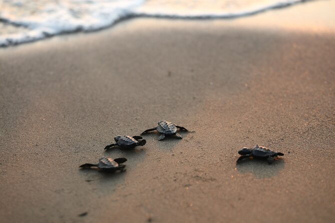 Full Day Turtle Beach Tour With Lake and Mud Baths From Marmaris - Scenic Boat Trip and Tomb Sightseeing