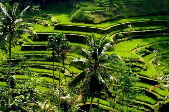 Full Day Ubud Tour Visit Waterfall, Monkey Forest, Rice Terrace - Key Points