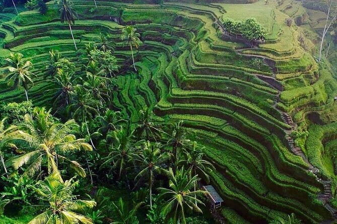 Full Day Ubud Tour Visit Waterfall, Monkey Forest, Rice Terrace - FAQ