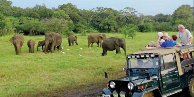 Full Day Udawalawe Safari Adventure with Lunch (Private) - An In-Depth Look at the Udawalawe Safari Experience
