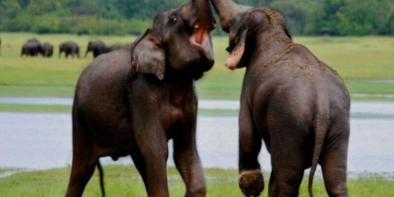 Full Day Udawalawe Safari Adventure with Lunch (Private) - The Sum Up