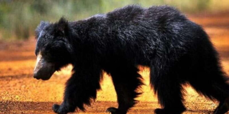 Full Day Udawalawe Safari Adventure with Lunch (Private) - FAQ