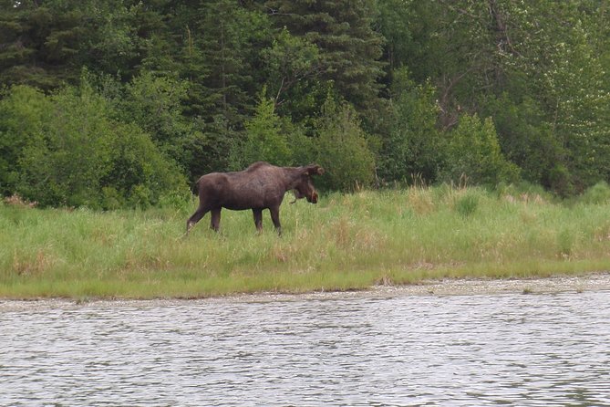 Full-Day Upper Kenai River Guided Fishing Trip - Practical Tips for Your Trip