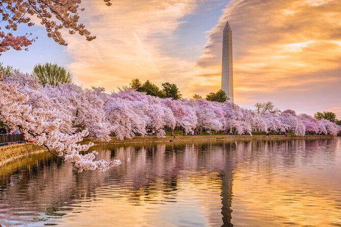 Full Day US Capitol Visit with Cherry Blossom & Potomac Cruise - What Travelers Say: Authentic Insights