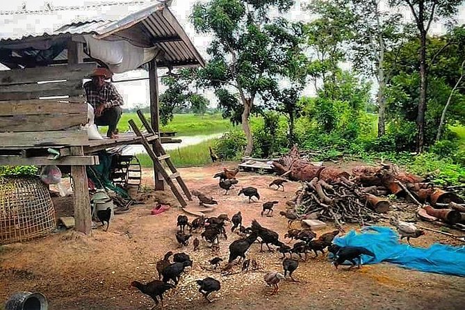 Full-day: Wat Banan. Old bamboo train. Bat Cave. Killing cave - Who Would Enjoy This Tour?
