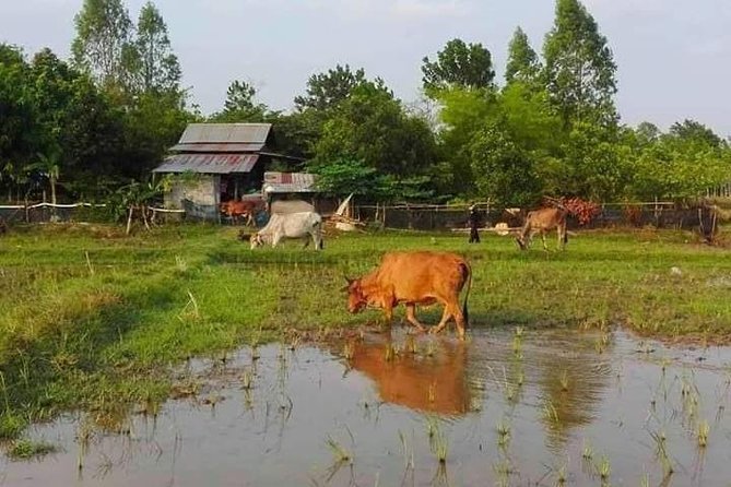 Full-day: Wat Banan. Old bamboo train. Bat Cave. Killing cave - The Sum Up