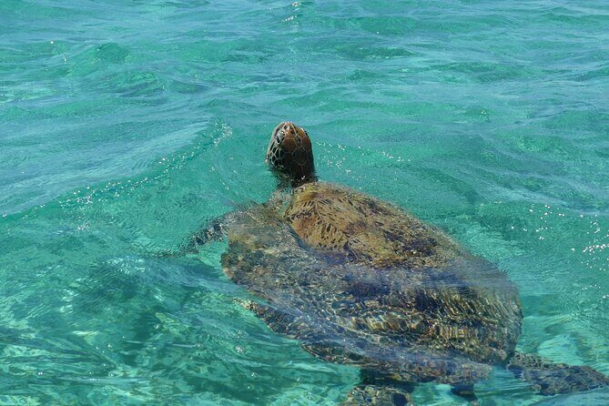 Full Day Water Taxi to Amedee Island from Noumea - The Experience Through Travelers’ Eyes