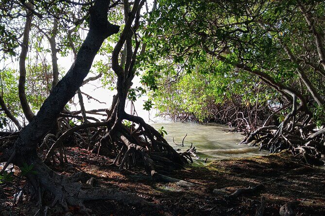 Full Day West Coast Adventure in Puerto Rico - What the Reviews Say