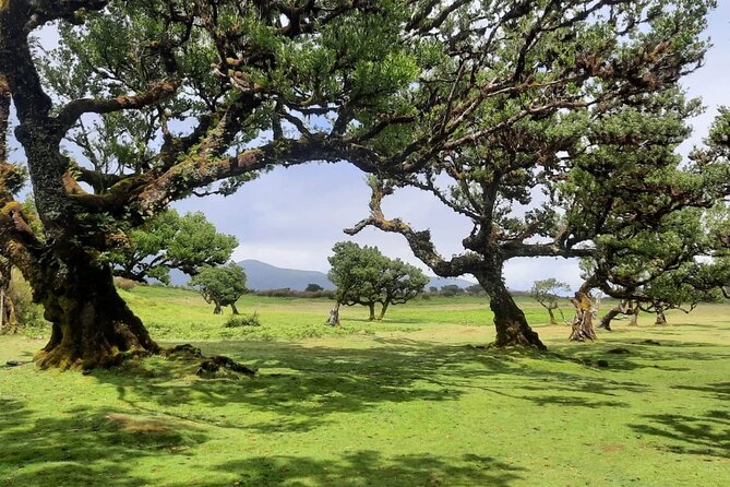 Full Day West Tour to Porto Moniz Pools and Fanal Forest - Tour Participation Requirements