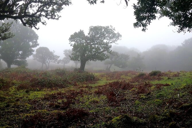 Full Day West Tour to Porto Moniz Pools and Fanal Forest - Reviews and Experience