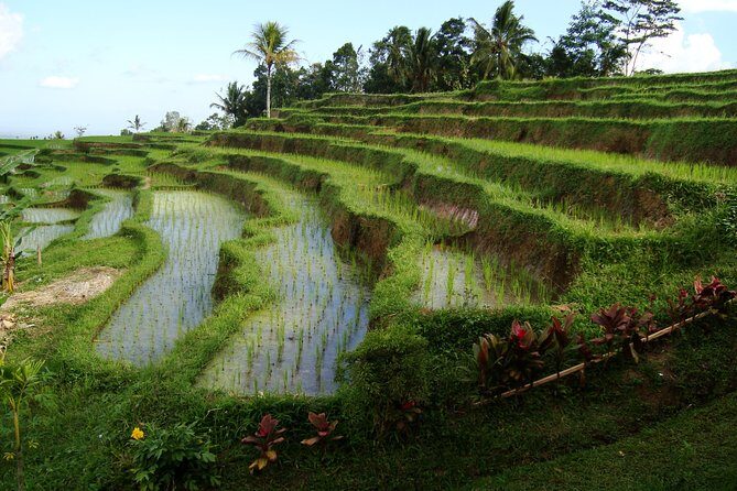 Full-day Western Bali Tour with Sunset at Tanah lot Temple - Key Points