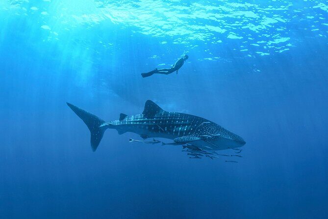Full-Day Whale Shark Snorkeling Adventure with Beach Lunch - Introduction