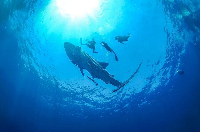Full-Day Whale Shark Snorkeling Adventure with Beach Lunch - Who Is This Tour Best For?