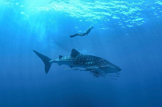 Full-Day Whale Shark Snorkeling Adventure with Beach Lunch - The Sum Up