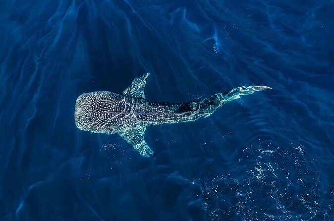 Full-Day Whale Shark Snorkeling Adventure with Beach Lunch - FAQ
