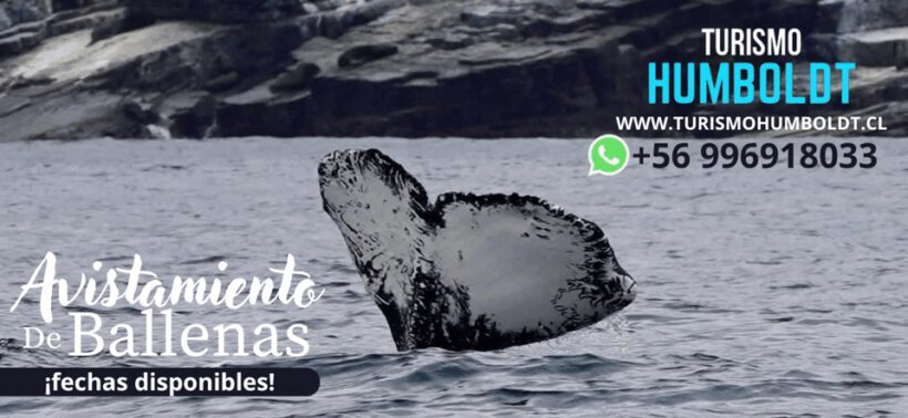 Full Day Whale Watching Marine Reserve Isla Chañaral - An In-Depth Look at the Chañaral Marine Reserve Whale Watching Tour