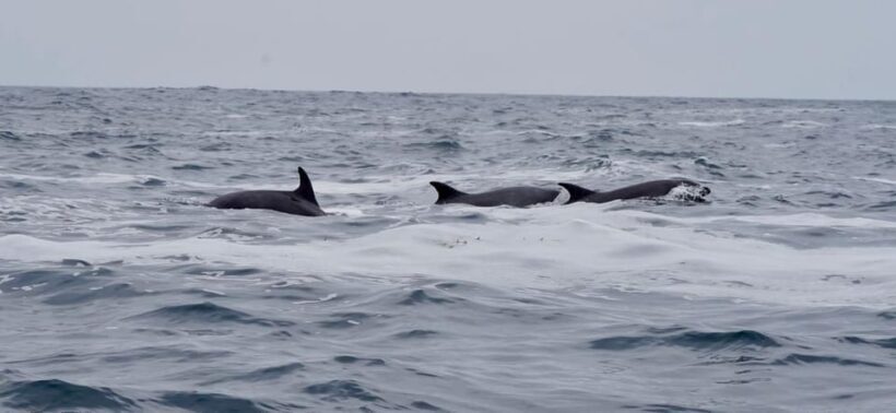 Full Day Whale Watching Marine Reserve Isla Chañaral - Is This Tour Right for You?