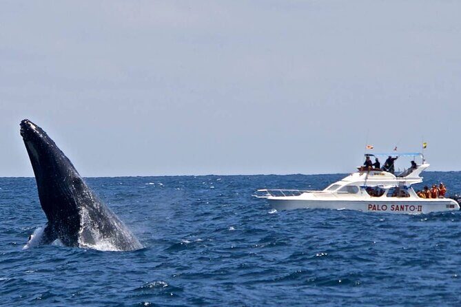 Full-Day Whale Watching Tour in Samana Bay from Cabeza de Toro - Transportation, Timing, and Group Size