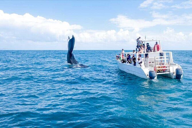 Full-day Whale watching Tour in Samana Bay from Punta Cana - Key Points