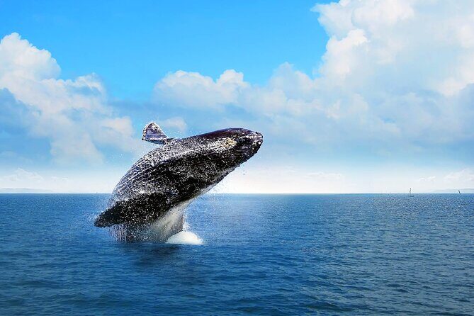 Full-day Whale watching Tour in Samana Bay from Punta Cana - Frequently Asked Questions