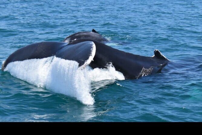 Full-day Whale watching Tour in Samana Bay from Uvero Alto - Why This Tour Offers Good Value