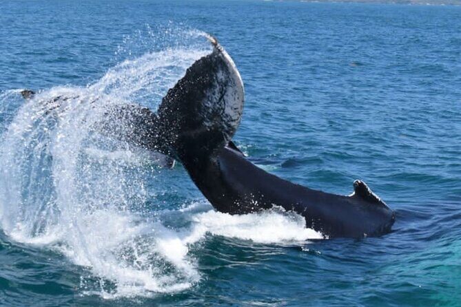 Full-day Whale watching Tour in Samana Bay from Uvero Alto - Who Will Love This Tour?