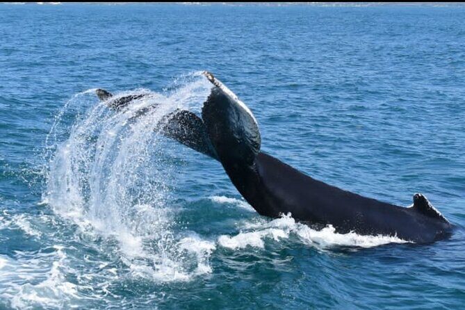 Full-day Whale watching Tour in Samana Bay from Uvero Alto - The Sum Up