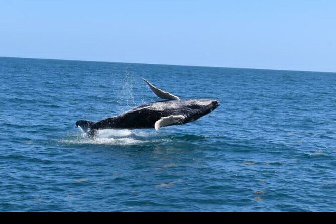 Full-day Whale watching Tour in Samana Bay from Uvero Alto - FAQ