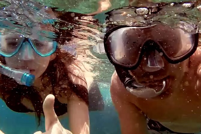 Full-Day Whales & The Princess Ring Islet Review - About the Whales and Dolphins