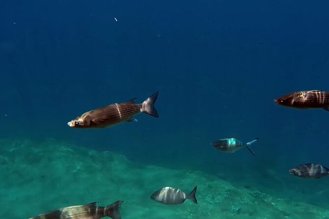 Full-Day Whales & The Princess Ring Islet Review - What to Expect on the Tour