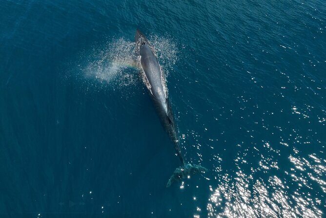 Full Day Wildlife Expedition in the Sea of Cortez - The Experience: What You Can Expect