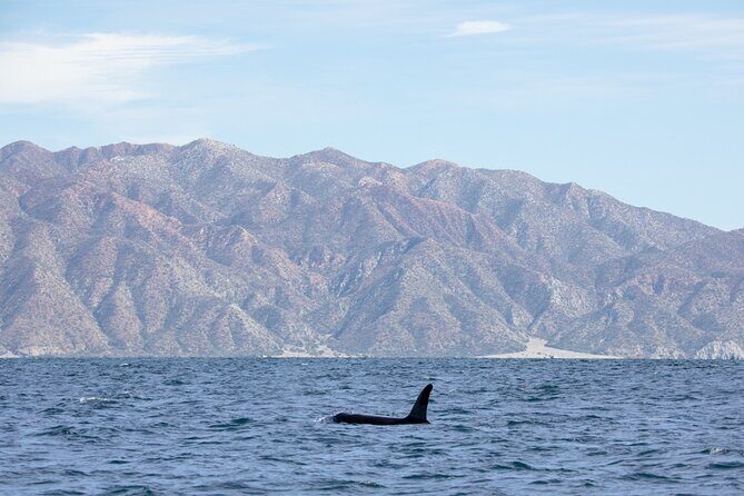 Full Day Wildlife Expedition in the Sea of Cortez - What Past Travelers Say (Based on the Absence of Reviews)