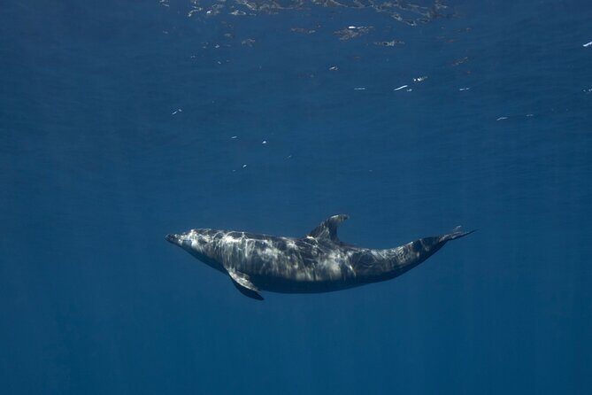 Full Day Wildlife Expedition in the Sea of Cortez - Who Should Consider This Tour?