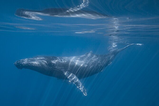Full Day Wildlife Expedition in the Sea of Cortez - The Sum Up
