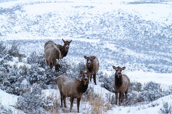 Full Day Wildlife Photography Tour In Yellowstone National Park - Why Choose This Yellowstone Wildlife Photography Tour?