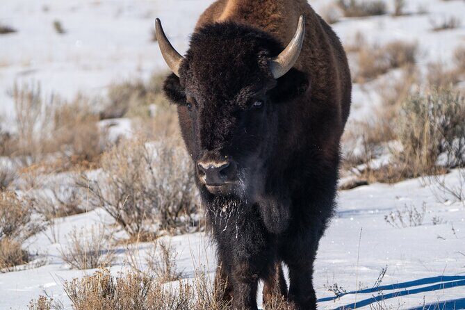Full Day Wildlife Photography Tour In Yellowstone National Park - The Experience from Traveler Feedback