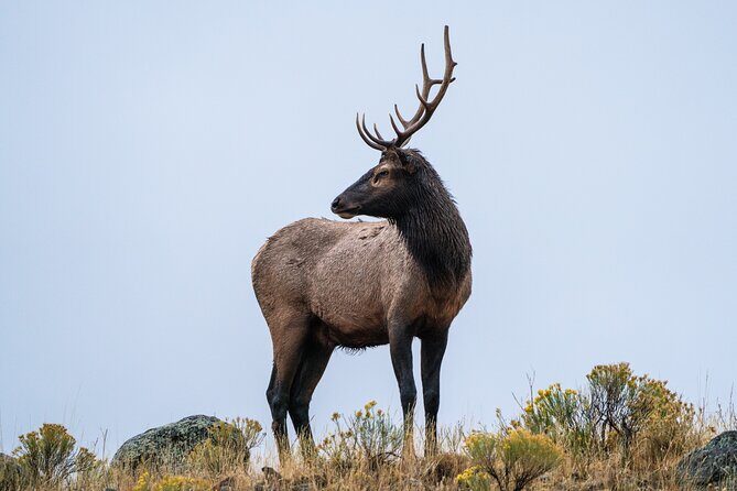 Full Day Wildlife Photography Tour In Yellowstone National Park - Practical Tips for Future Participants