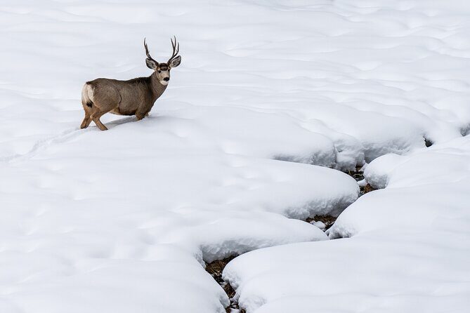 Full Day Wildlife Photography Tour In Yellowstone National Park - Final Thoughts: Is This Tour Worth It?