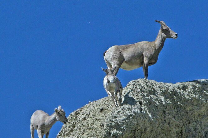 Full Day Wildlife Tour in Yellowstone Lamar Valley to Canyon - Frequently Asked Questions