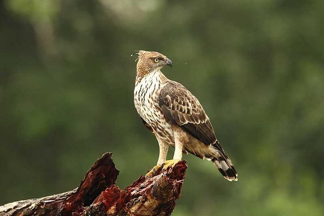 Full Day Wilpaththu National Park Safari (All Inclusive) - Who Should Consider This Tour?